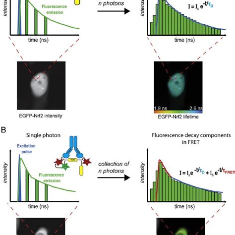 Time Correlated Single Photon Counting TCSPC FLIM Principle The Download Scientific Diagram
