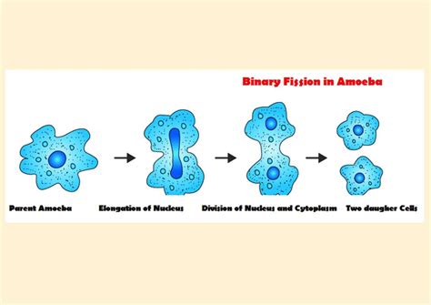 Asexual Reproduction Garde 7 Sciencepptx