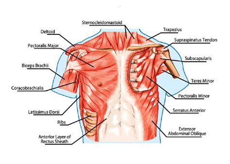 Horizontal Abduction Shoulder Muscles