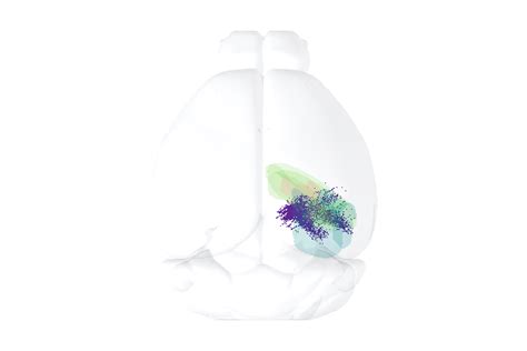 Tutorials — Virtual Brain Lab 100 Documentation