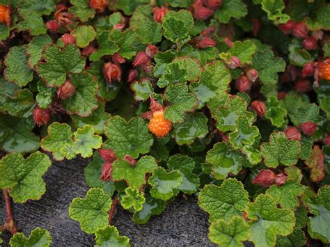Creeping Raspberry Fruit Plants Best Fruits Creeping Raspberry