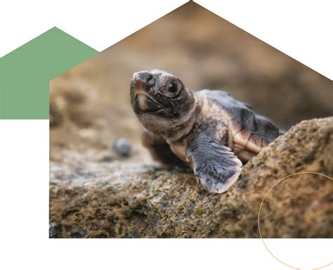 Our Story Loggerhead Insurance