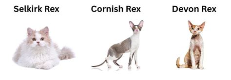Understanding Selkirk Rex Genetics