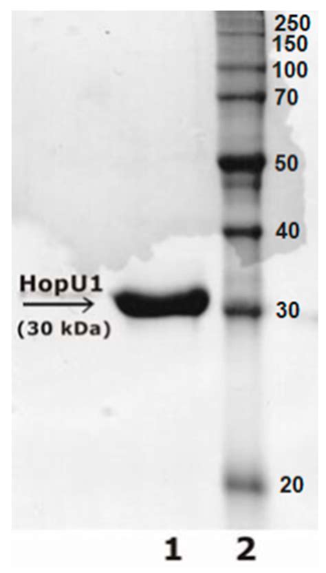 Using An Rna Aptamer To Inhibit The Action Of Effector Proteins Of Plant Pathogens