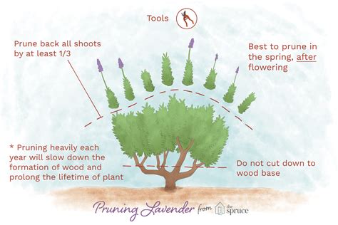 Pruning Lavender Plants
