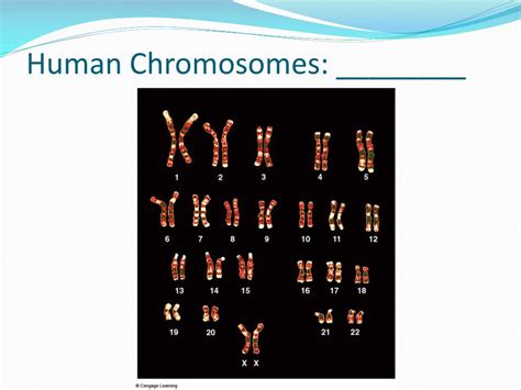 Ppt The Cell Powerpoint Presentation Free Download Id 2499816