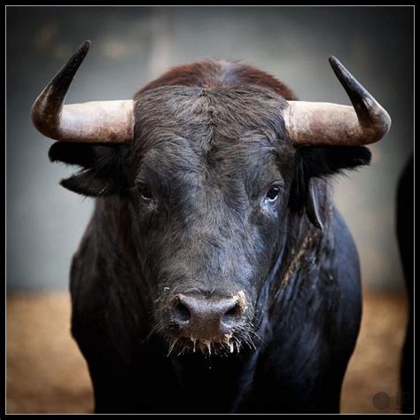 Toro The Largest And Most Powerful Bull In History Black Bull