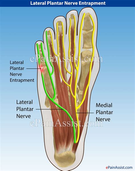Oculomotor Nerve Wikipedia