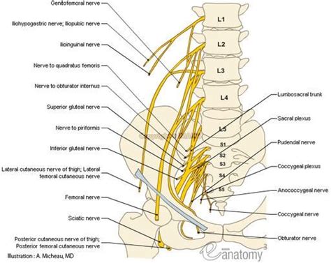 Anatomy Angel The Sacroiliac Joint Nerve Anatomy Plexus Products