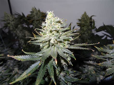 Cannabis Plants Anatomy From Seeds To Buds Fast Buds