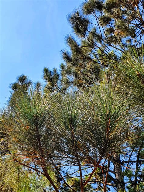 Pinus sp. - pinus | Biologia da Paisagem