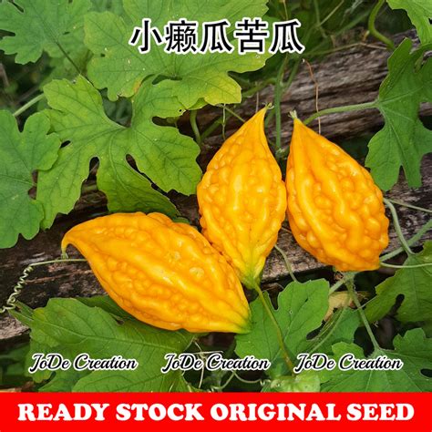 Benih Peria Katak Small Bitter Guard Seeds 小癞瓜苦瓜种子 Shopee Malaysia
