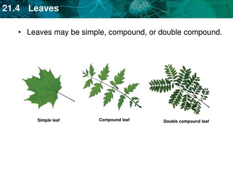 Ppt Key Concept Leaves Absorb Light And Carry Out Photosynthesis
