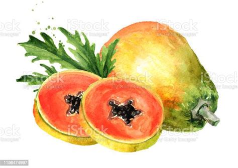 녹색 잎과 전체 슬라이스 달콤한 잘 익은 파파야 과일 그래픽 디자인 요소입니다 흰색 배경에 격리 된 수채화 손으로 그린 그림 0명에 대한 스톡 벡터 아트 및 기타 이미지
