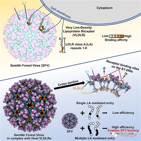 研究揭示甲病毒新型受体识别模式及跨物种传播机制 结构 分子 相互作用