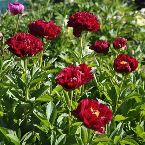 Hybrid Peony Old Faithful Hardy Mail Order Plants Claire Austin