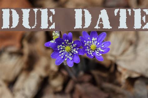 Due Date Font FFonts Net