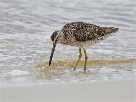 33 Shorebirds In Florida And Their Calls