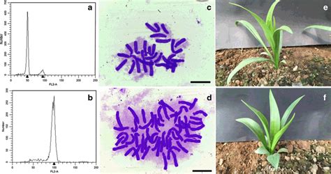 Comparison Of Diploids Top Panels And Tetraploids Bottom Panels A Download Scientific