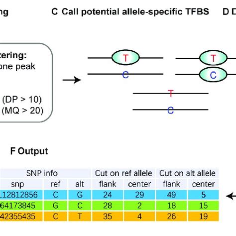 Workflow Of Regsnps Asb A The Input Data For Regsnps Asb Are 1 Download Scientific