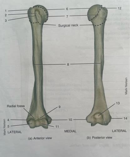 Picture Of Upper Arm Pg143 Flashcards Quizlet