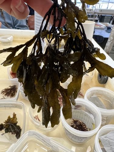 Algae Lab Practicum Study Of Phyla And Species In Chlorophyta And Ochrophyta Flashcards Quizlet