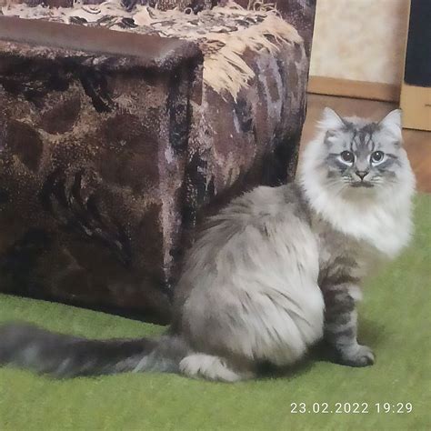 Це породистий котик Як називається порода Советчица
