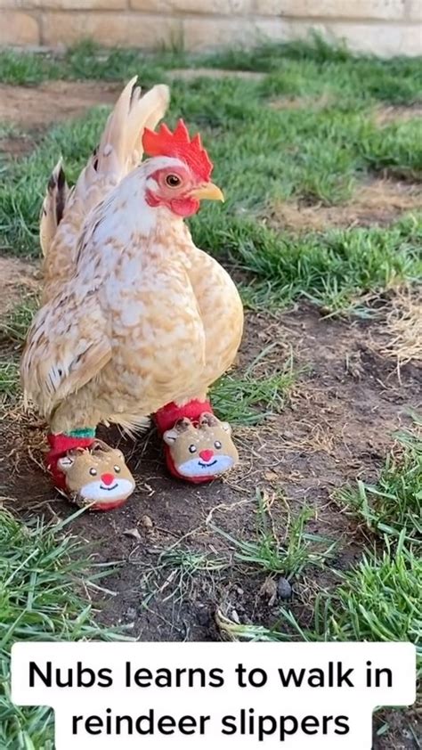 Meesh Meet Nubz The Tiny Toeless Hen Identifying As A Rooster He