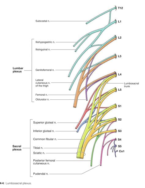 Sacral Plexus Diagram Quizlet