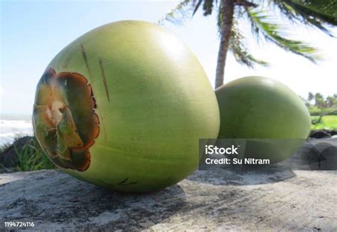 열대 야자수의 흐린 배경에 녹색 코코넛의 클로즈업 마르티니크 프랑스 서인도 제도 열대 문화 갈색에 대한 스톡 사진 및 기타 이미지 Istock