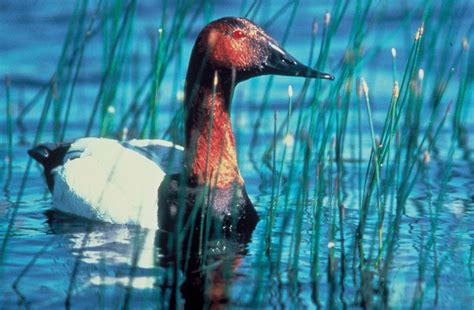Free Picture Up Close Canvasback Duck Water