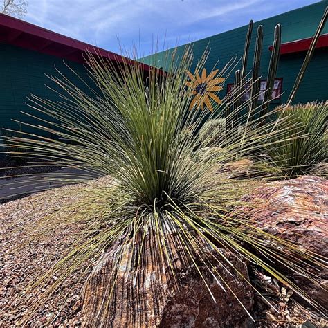 Mexican Grass Tree Toothless Desert Spoon For Sale Dasylirion The