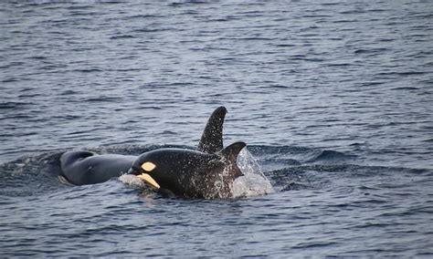 Pod Of Orcas Spotted Hunting Dolphins Off The Los Angeles Coast Daily