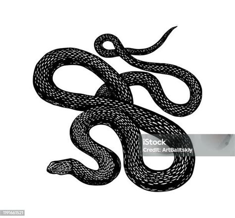 빈티지 스타일의 파이썬 뱀 또는 유독 한 독사 뱀 문신 스티커 또는 로고 또는 티셔츠에 대한 손으로 그린 오래된 파충류 스케치 뱀에 대한 스톡 벡터 아트 및 기타 이미지