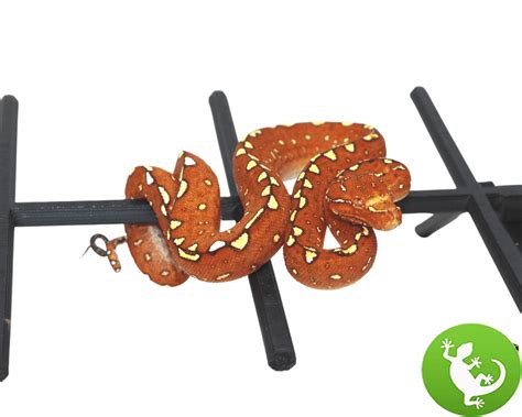 Cheap Biak Green Tree Python “red” Neonate Ultimate Reptile