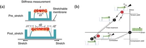 Flex Cells Versatility In Cellular Research — Stretchable Microelectrode Arrays For In Vitro