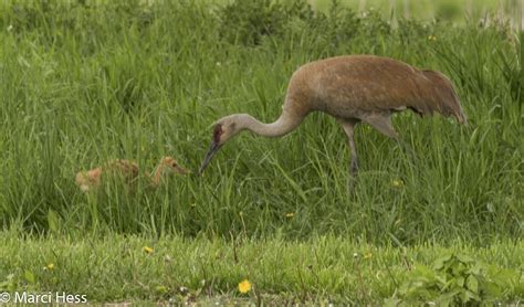 Driftless Prairies Native Ecosystems Nature Inspires Awe