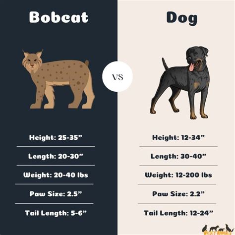Bobcat Size Comparison How Big Is A Bobcat