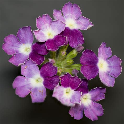 Craspedia 경치 꽃 꽃 사진 꽃꽂이 꽃이 피는 꽃잎 노란 식물 노란색 녹지 다채로운 둥근 꽃 매크로