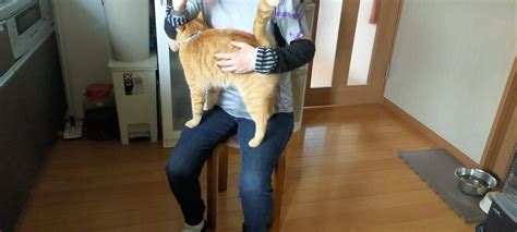 Dark Knight On Twitter 家に帰って来たら、バニャイニャはこれから歯医者に行く母ちゃんにスリスリで甘える。たねは父ちゃんに散歩のお誘い。ペロリンチョ。ちょっと待ってて