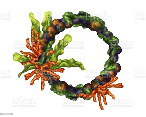 수중 세계와 라운드 프레임 구성 붉은 산호 해초 및 바위 흰색 배경에 디지털 그림입니다 인쇄 스티커 포스터 엽서 인쇄용 구도에 대한 스톡 벡터 아트 및 기타 이미지 Istock