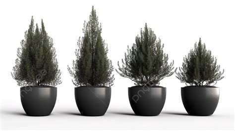 Pots Of Conifer Trees Background 3d Illustration Cupressus In Black