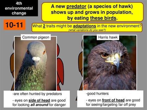 What Is Evolution Ppt Download