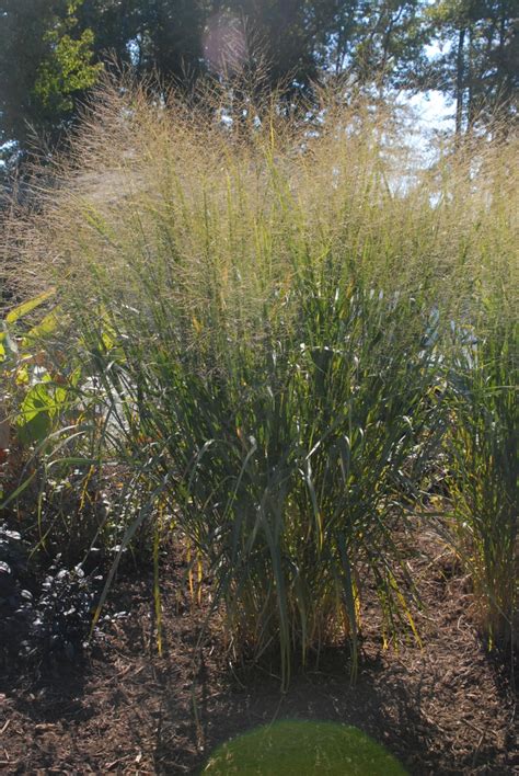 Panicum Virgatum Cloud Nine Tall Switch Grass North Carolina