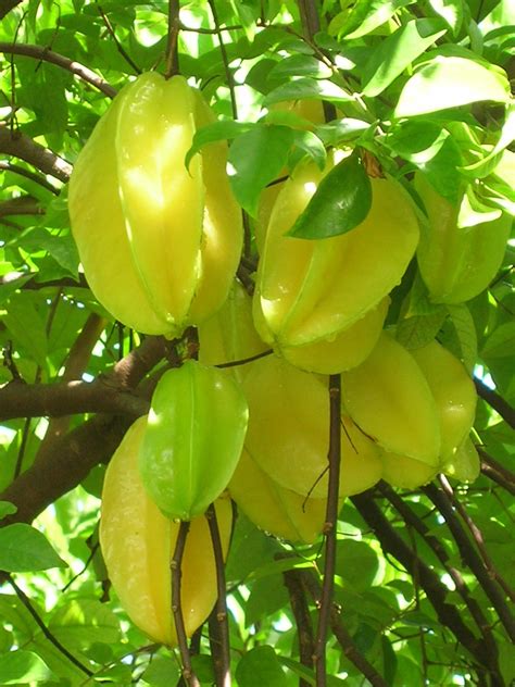 Averrhoa Carambola Carambola Or Star Fruit Fruit Plants Exotic