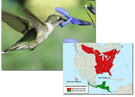 Mrs D S Science Bird Migration Hummingbirds Will Amaze You