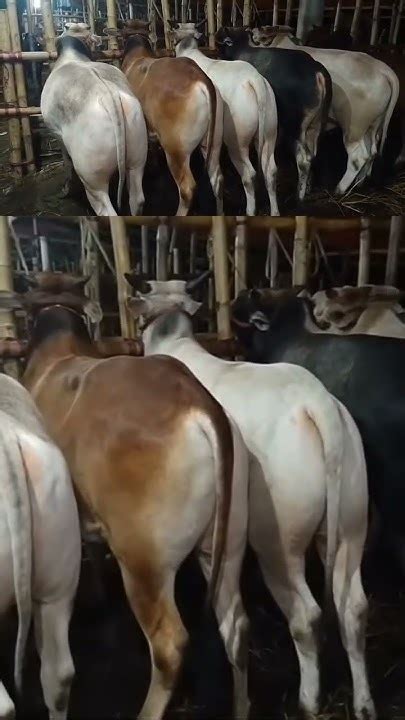অতিরিক্ত দাম বেশি বলে Cattlemarket কোরবানীর গরু Shahiwalcow Beef Youtube