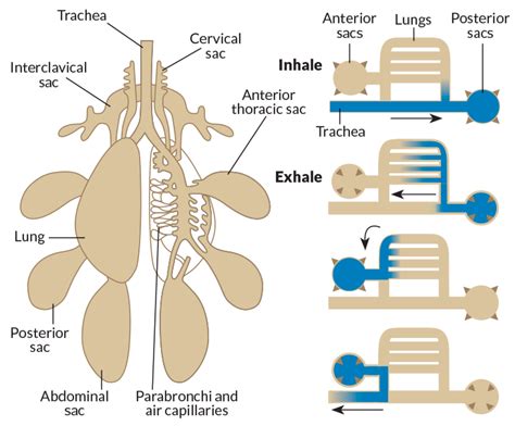 Reptile Respiratory System