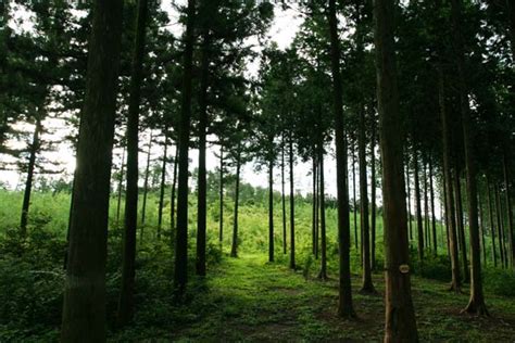 숲에서 보낸 하루 장성 축령산 편백나무 숲