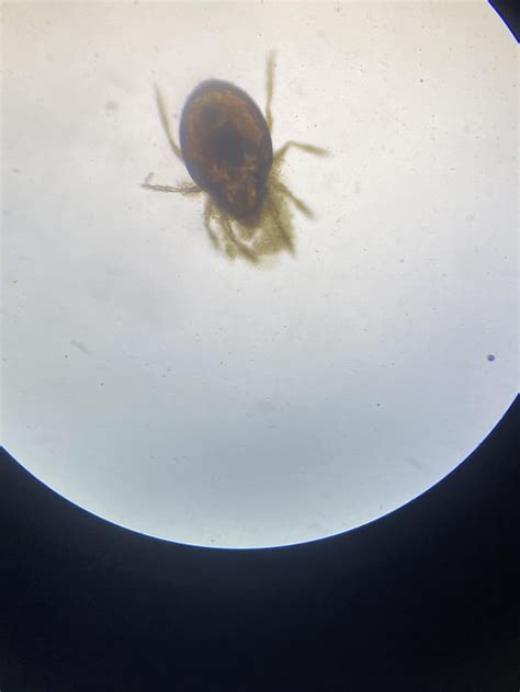 What Is This Fecal Float Rvettech